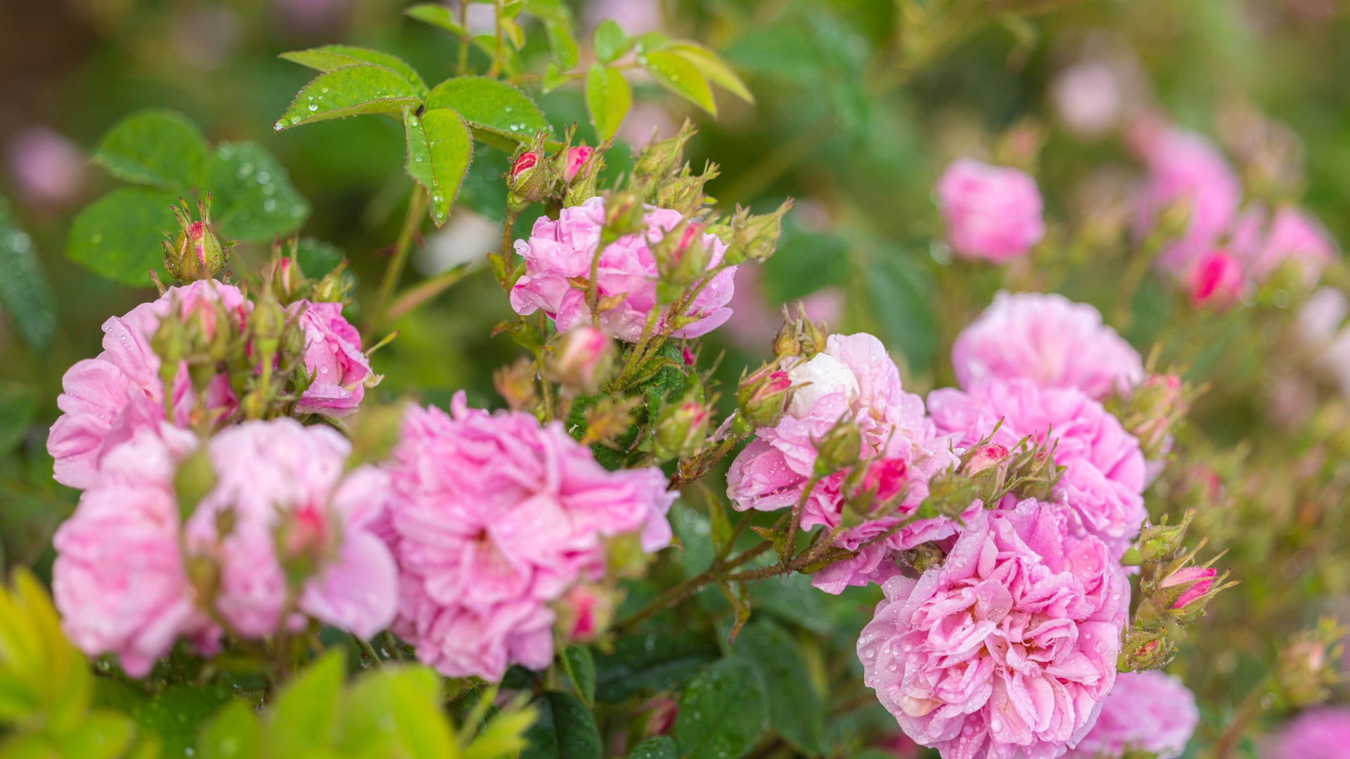 Bulgarian Rose Otto - Premium Quality Rose Oil and Beauty Products ...